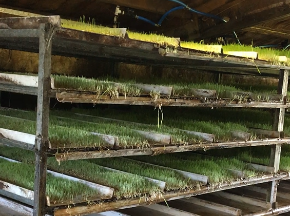 Homemade Fodder System